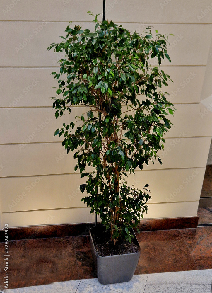 commonly known as weeping fig, benjamin fig or ficus tree, and often ...