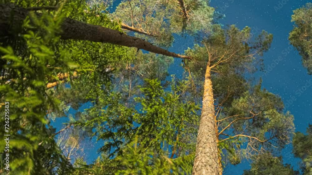 Slider shot motion. Sky Stars Above Crowns Of Pines Trees Woods. Night ...