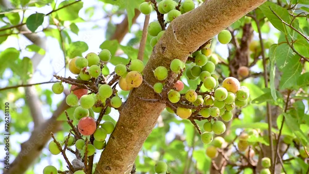 Ficus Racemosa, one of genus ficus fruit. Popularly known as the ...