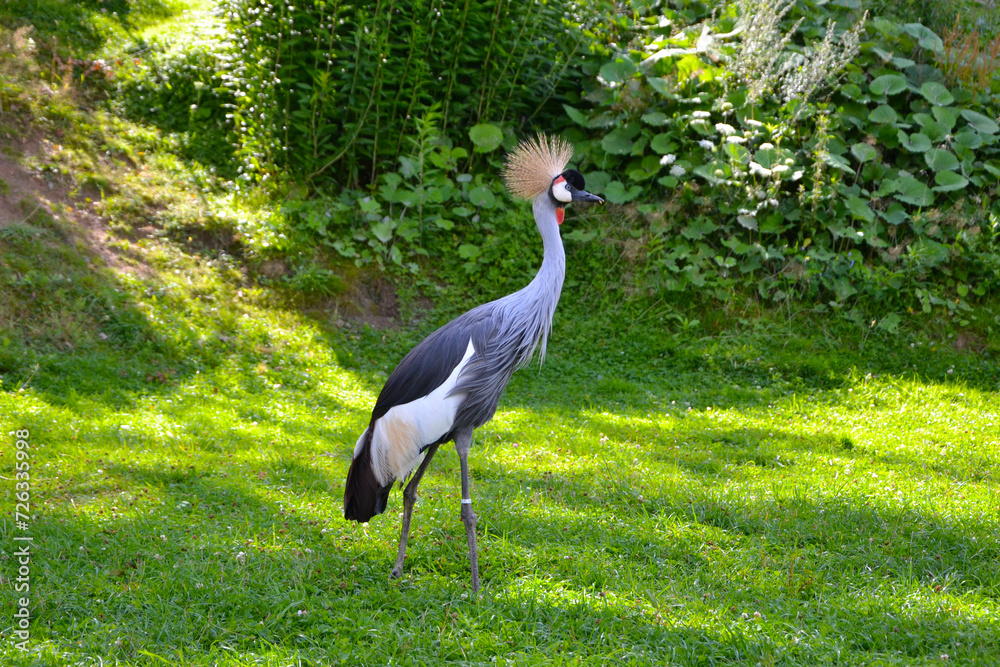 The grey crowned crane (Balearica regulorum) portrait. Other names ...