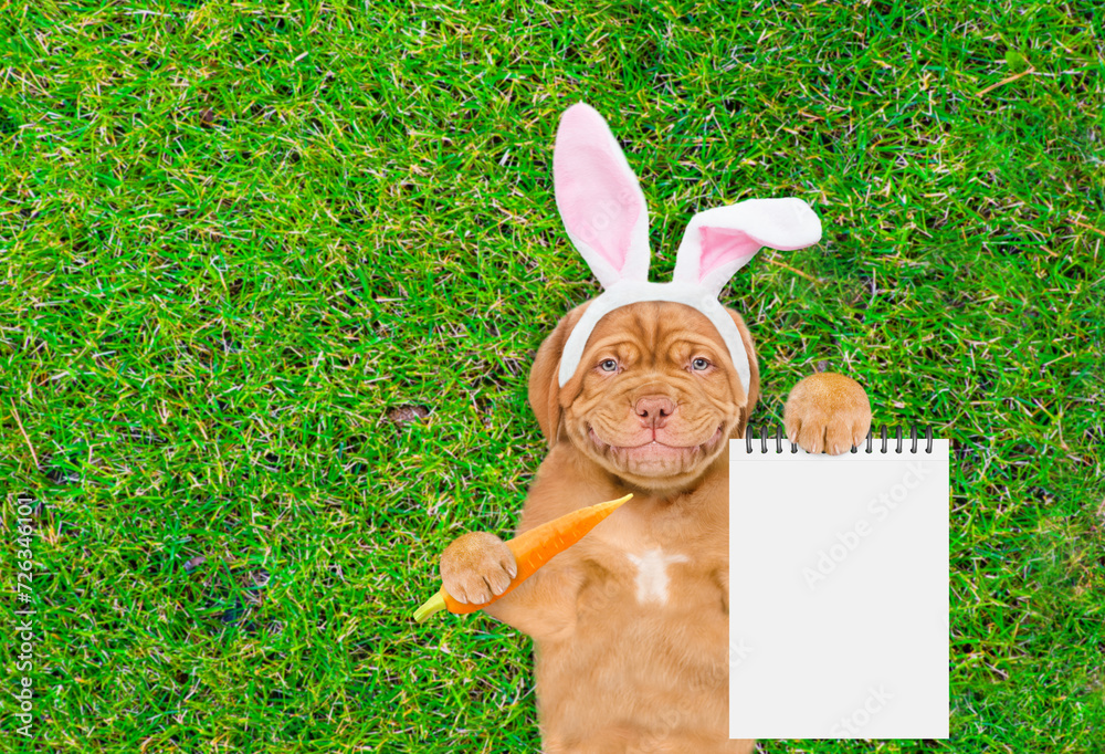 Smiling Mastiff puppy wearing easter rabbits ears holds carrot and ...
