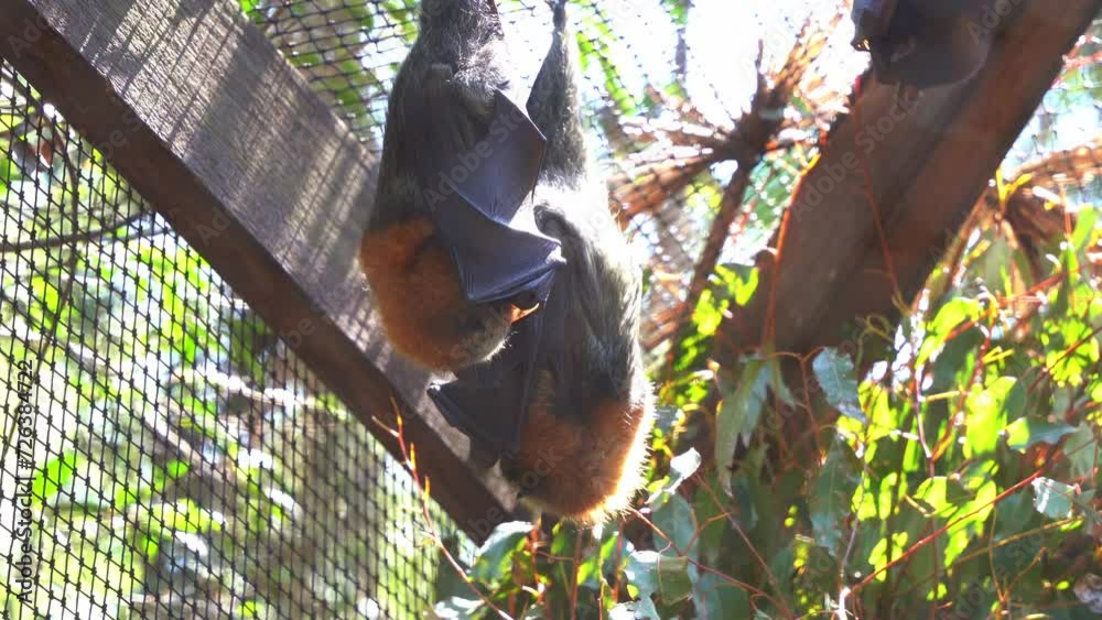Megabat native to Australia, grey-headed flying fox, pteropus ...
