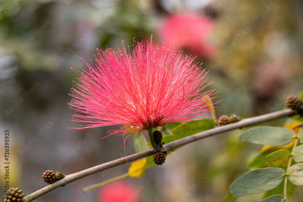 Mimosa tree blossom or red powder puff flower bloom in the garden. The ...