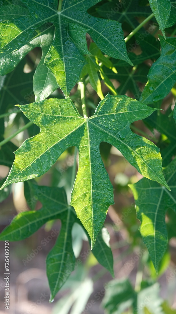 Cnidoscolus aconitifolius, commonly known as chaya, tree spinach, or ...