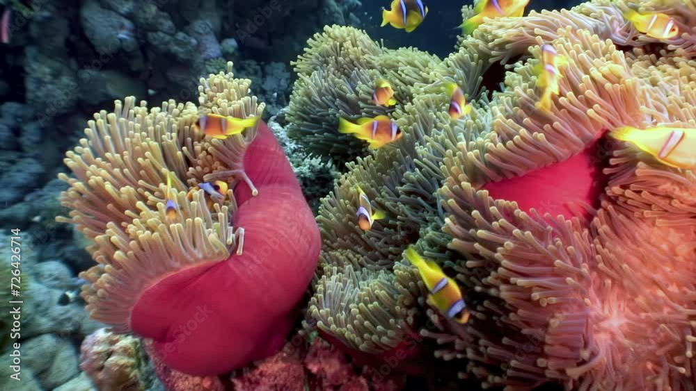 Partnership between clown fish and sea anemones in underwater world is ...