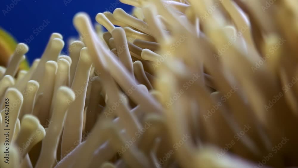 Close-up of anemones in underwater life of Red Sea. Relaxing video ...