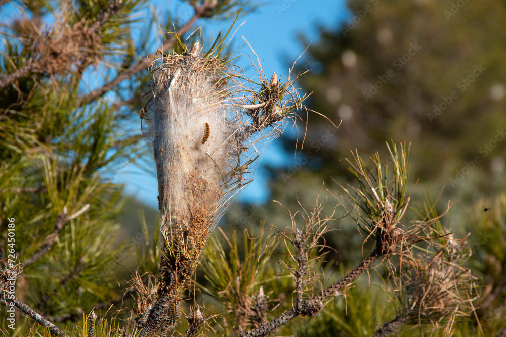 Nests of processionary caterpillars on pine trees in winter that, due ...