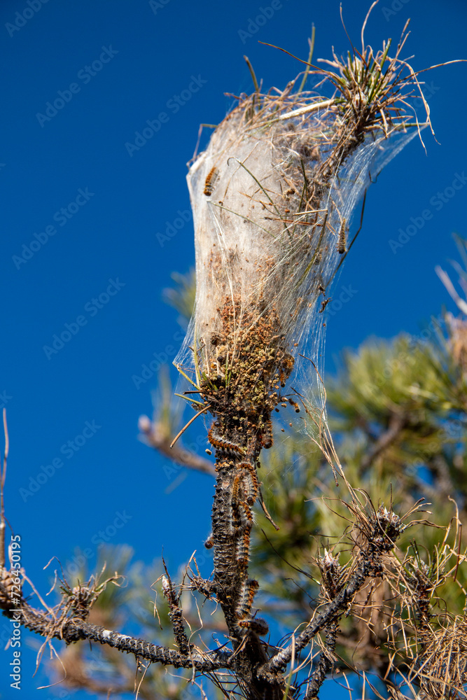 Nests of processionary caterpillars on pine trees in winter that, due ...
