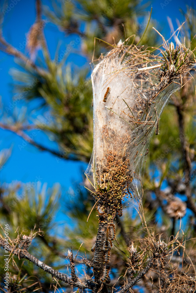 Nests of processionary caterpillars on pine trees in winter that, due ...