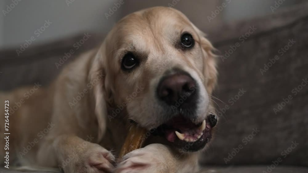 The dog is lying on the couch chewing on an edible bone. A golden ...