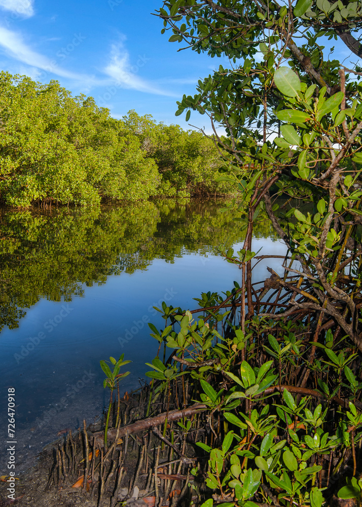 A window view of a mangrove coast with a closeup of red mangrove ...