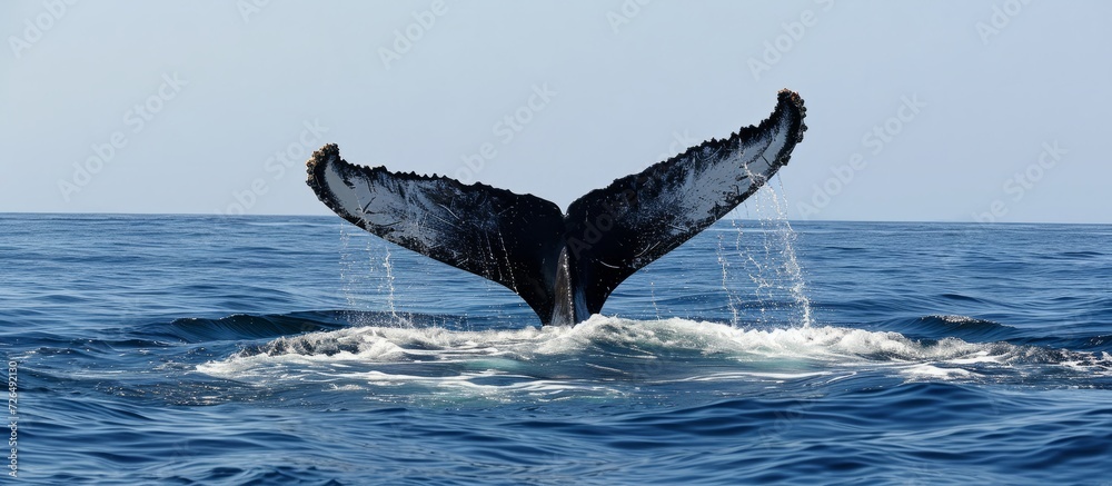 The Atlantic Ocean sees a young Humpback whale (Megaptera novaeangliae ...
