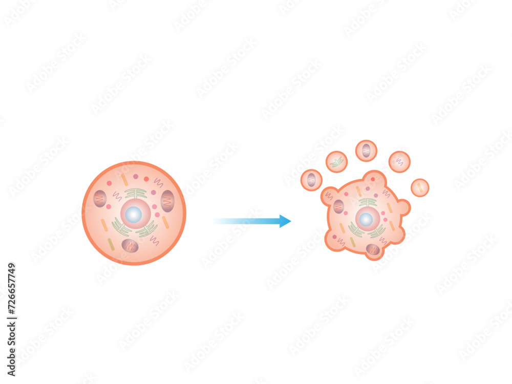 Apoptosis. Programmed cell death. Aging process in cells. Stages of ...
