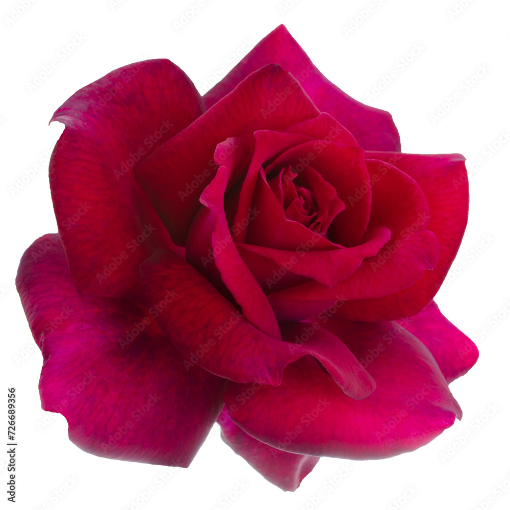 Single dark red rose is on transparent background. Detail for creating ...