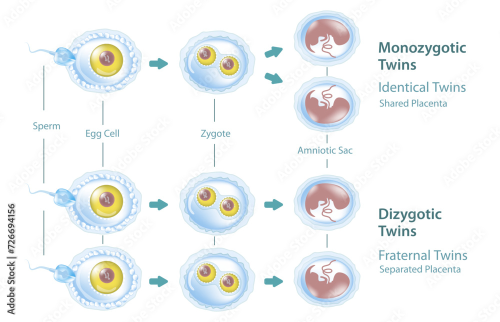 Ovulation, conception and implantation vector illustration. Anatomical ...