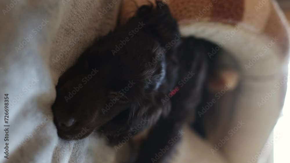 Young English Cocker Spaniel puppy sleeping on a bed close-up portrait ...