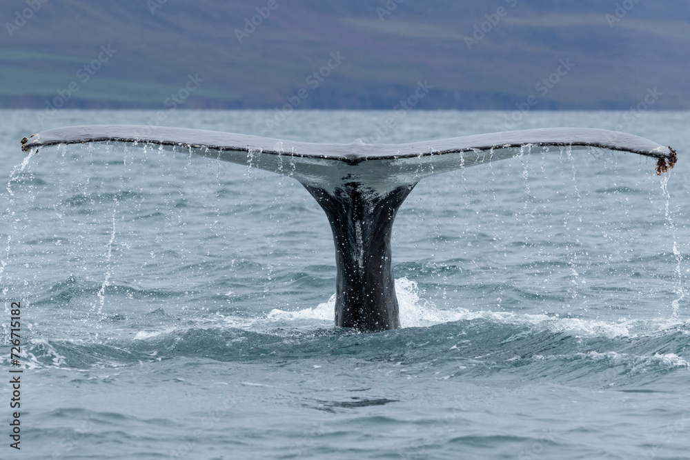 Humpback whale (Megaptera novaeangliae) lifting the tail creating a ...