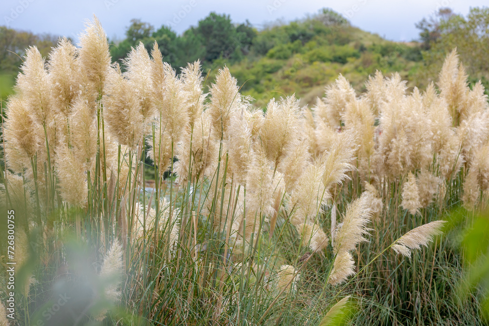 Selective focus of white cream fluffy flower of Pampas grass in the ...