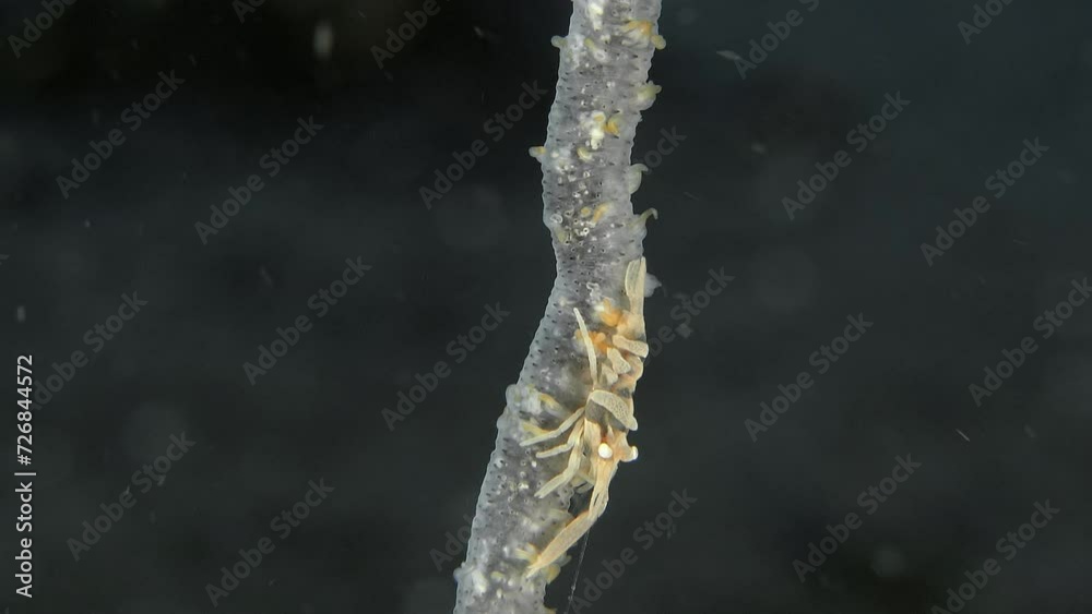 A shrimp sits on a long coral with its claws extended forward. Zanzibar ...