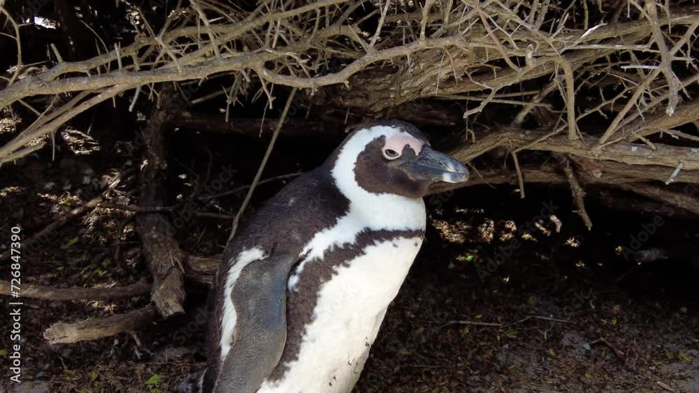 Endangered African Penguin Under The Shade Of Spiky Tree. - close up ...
