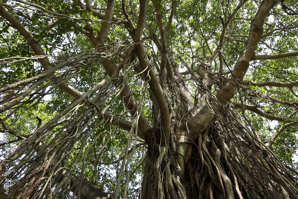 The banyan tree has wide roots and it also has aerial roots that can ...