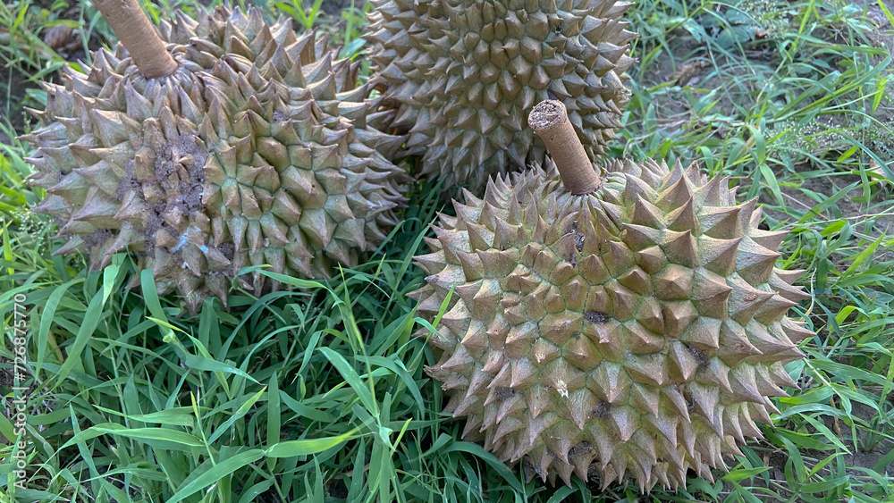 Indonesian yellow durian fruit in side. Durian is the King of (tropical ...