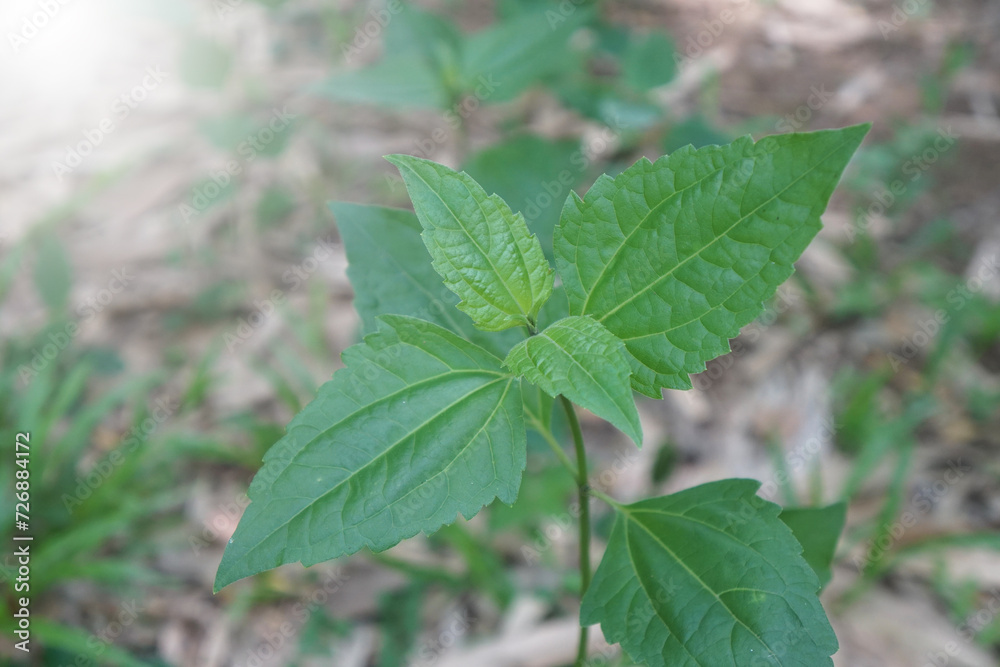 Fresh green Bitter bush or Siam weed in the nature. Thai herbal ...