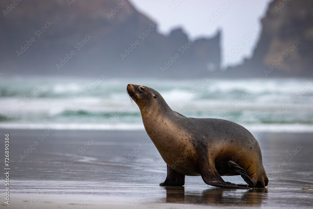 beautiful large new zealand sea lion resting on the beach in otago ...