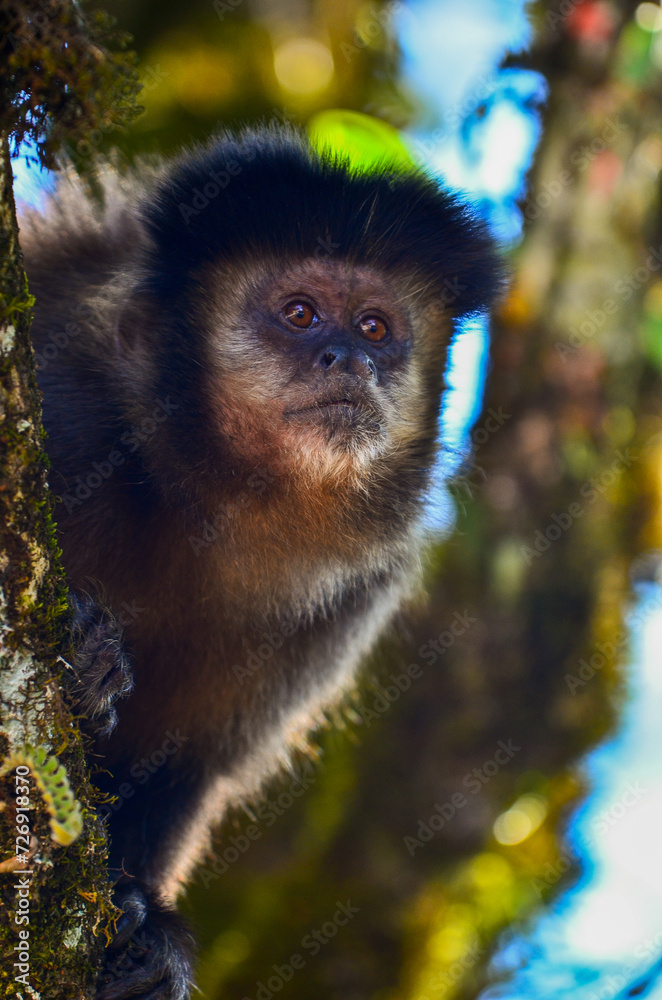 A black capuchin monkey (Sapajus nigritus) perched on a tree in the ...