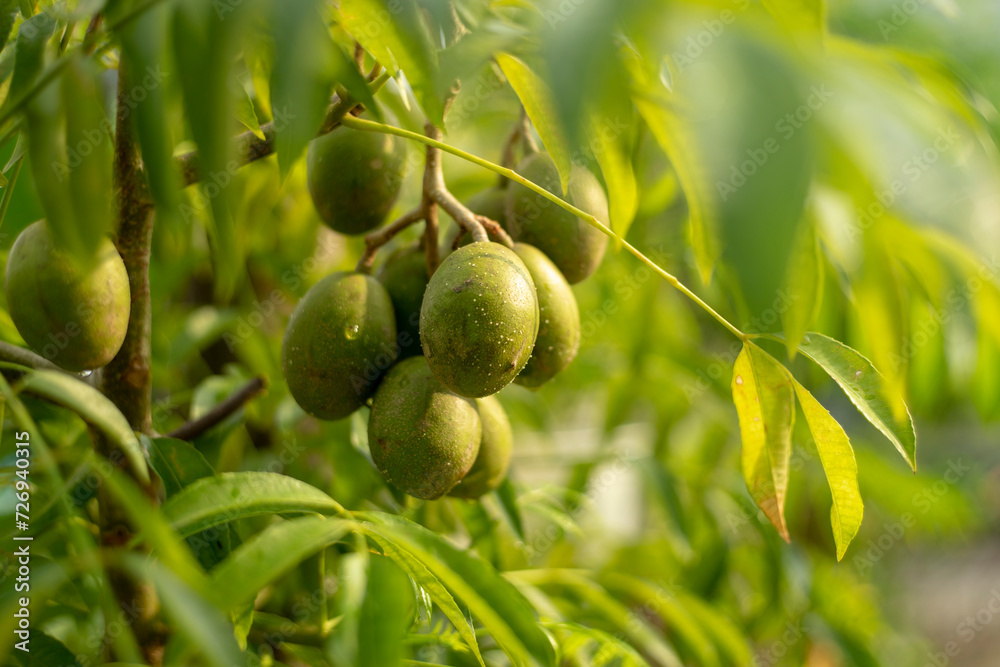 Mombins Tree Fruit of the Genus Spondias ,Ambarella is lined with green ...