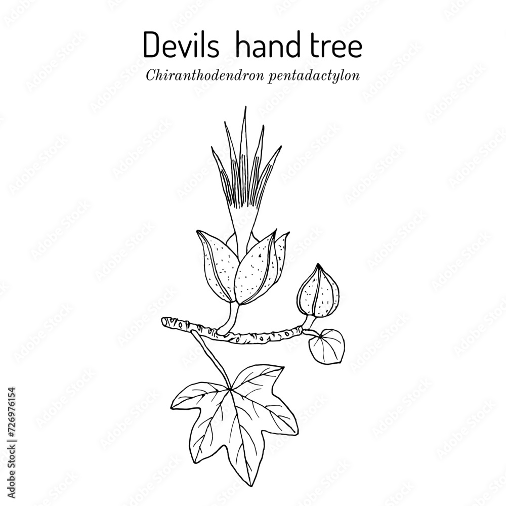 Devils hand tree (Chiranthodendron pentadactylon), medicinal plant ...