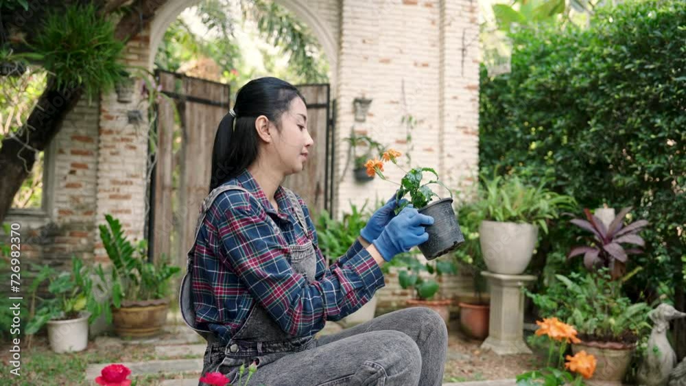 Asian female gardener admires orange blossoms in her pot, a personal ...