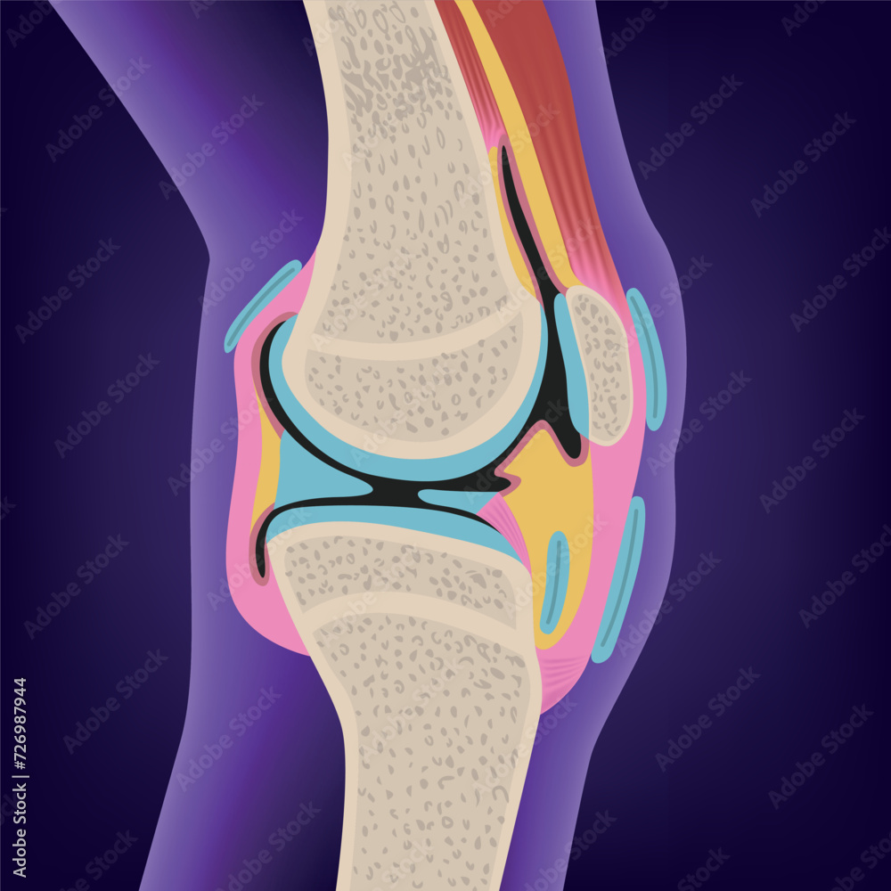Annatomy of the human knee joint. Drawing of a leg on a blue background ...