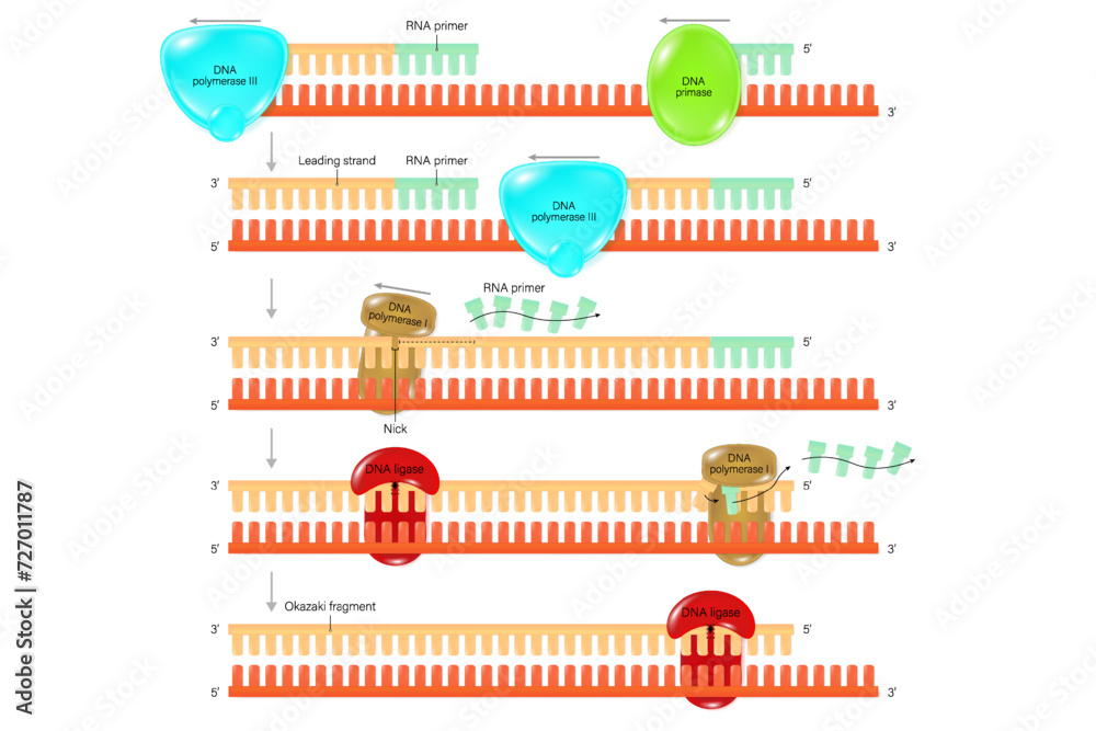 Step Of Dna Replication Vector Synthesis Of Lagging Strand During Dna Replication Okazaki