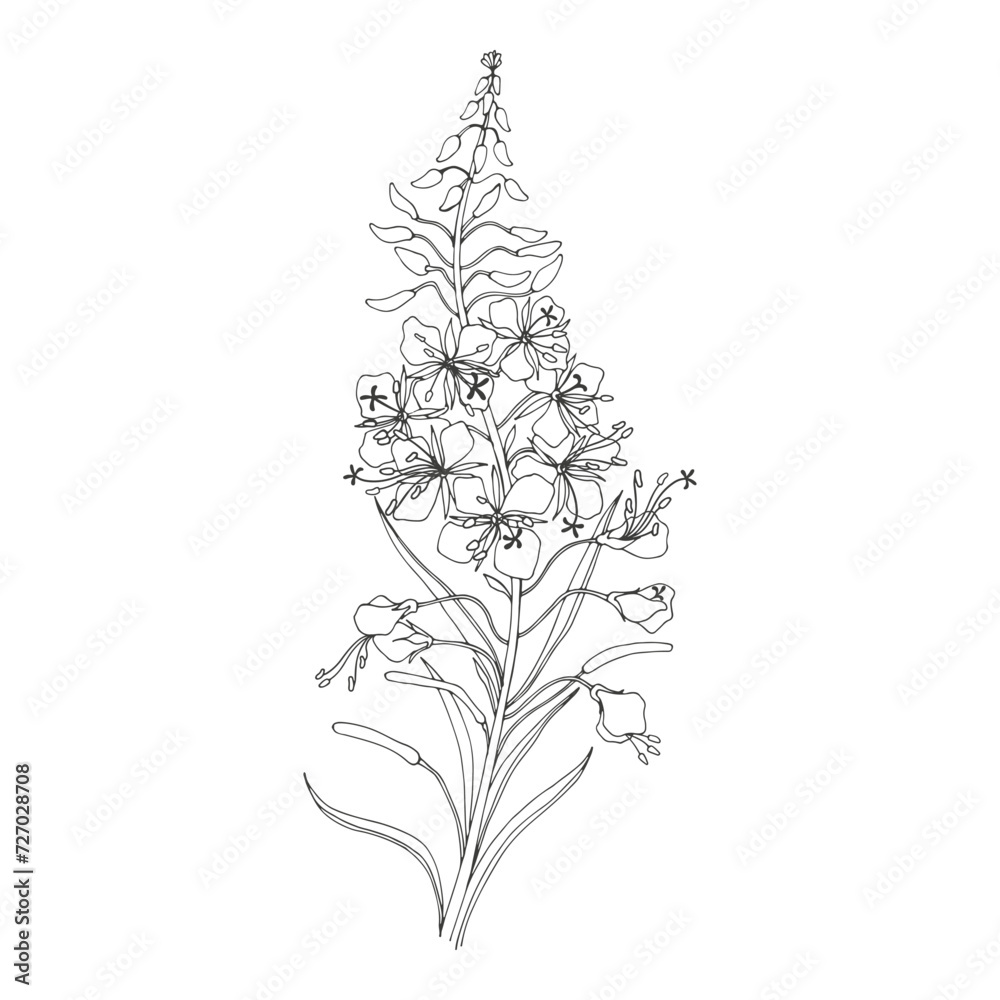 Willow herb. Fireweed. Hand drawn ink sketch botanical illustration on ...