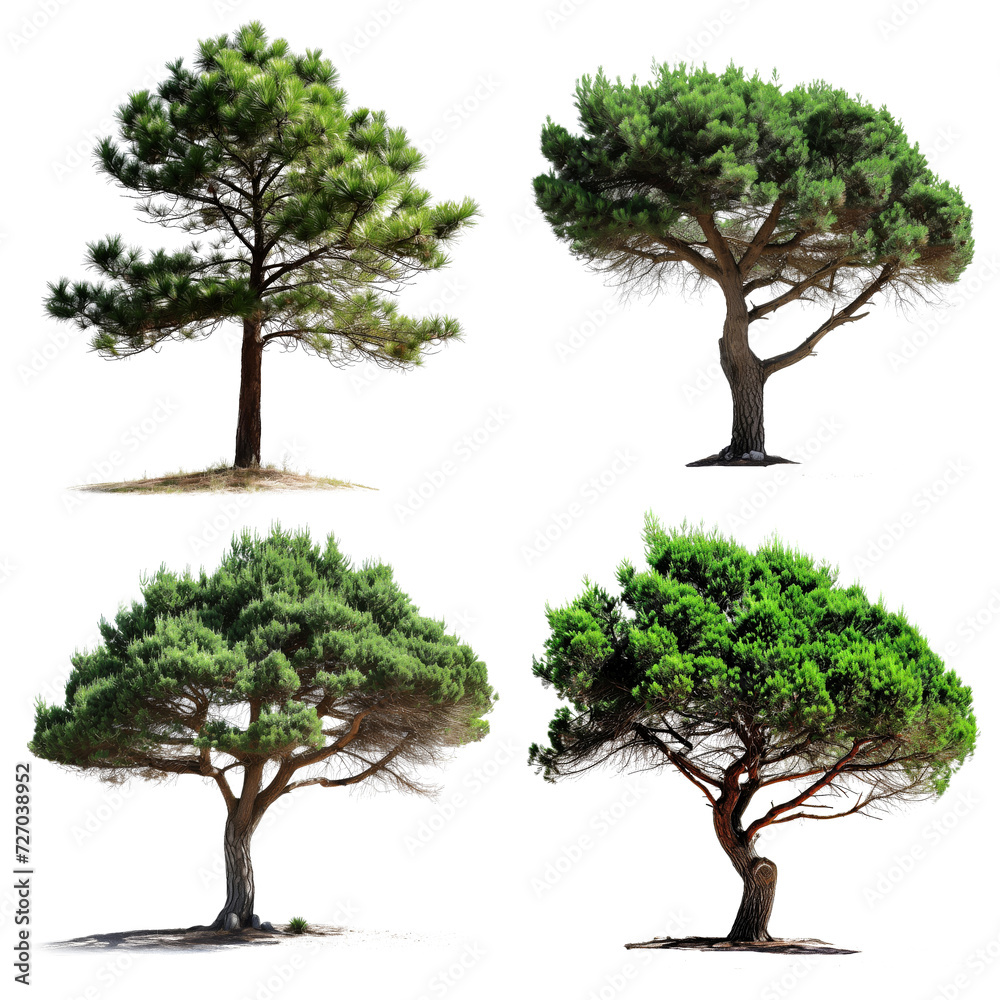 Isolated trees, 4 isolated big trees in transparent background, pine tree model png, Generative ...