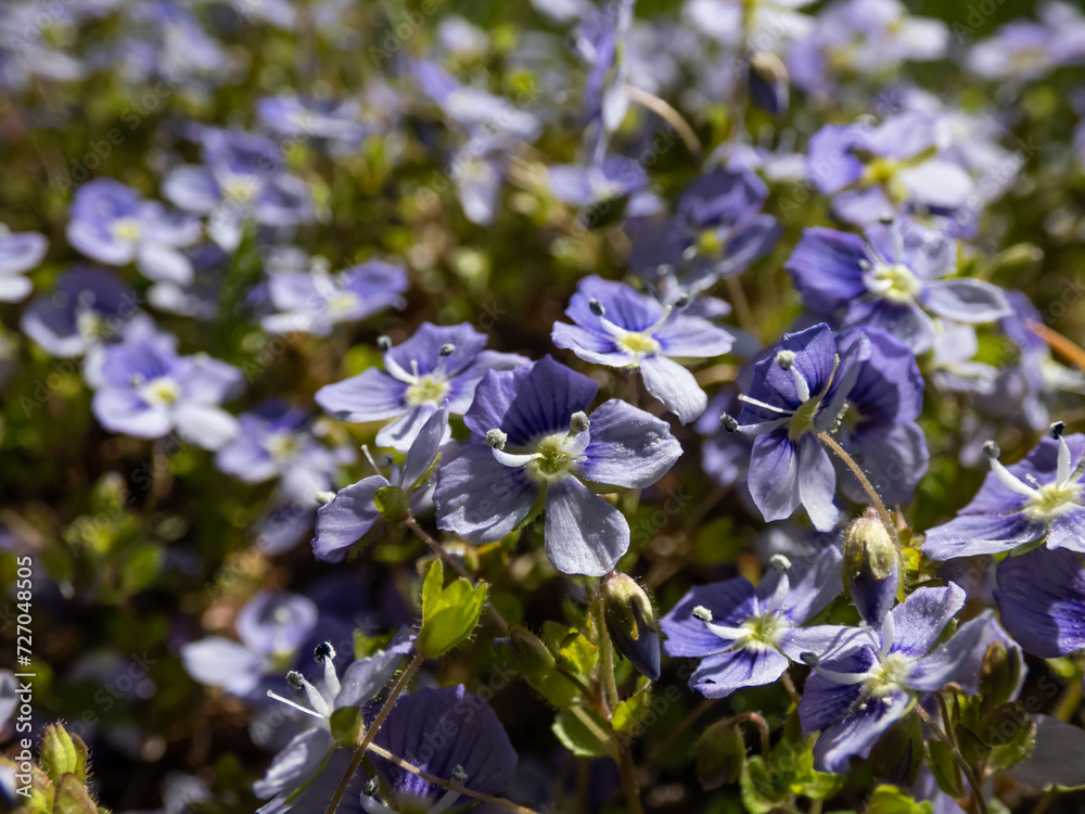 Slender, creeping threadstalk speedwell or Whetzel weed (Veronica ...