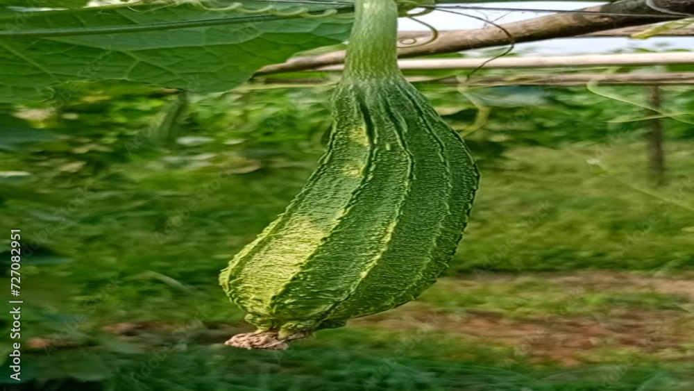 growth stages of ridge gourd.organic rooftop terrace gardening.organic ...