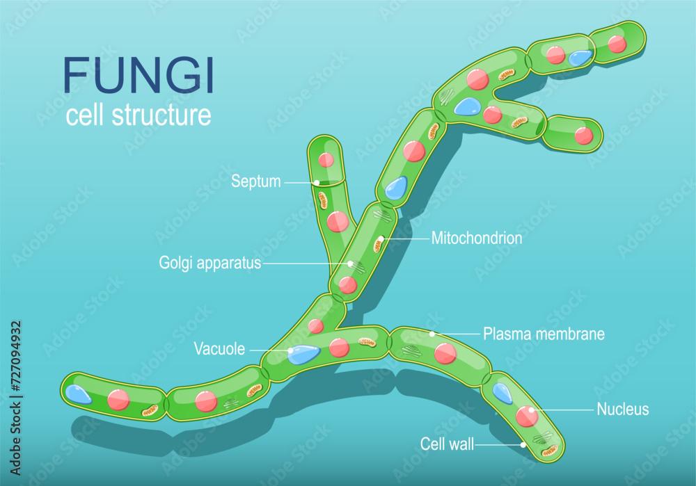 Fungi cell structure Stock Vector | Adobe Stock