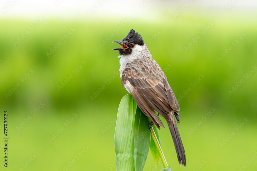 The sooty-headed bulbul (Pycnonotus aurigaster) Burung Kutilang atau ...