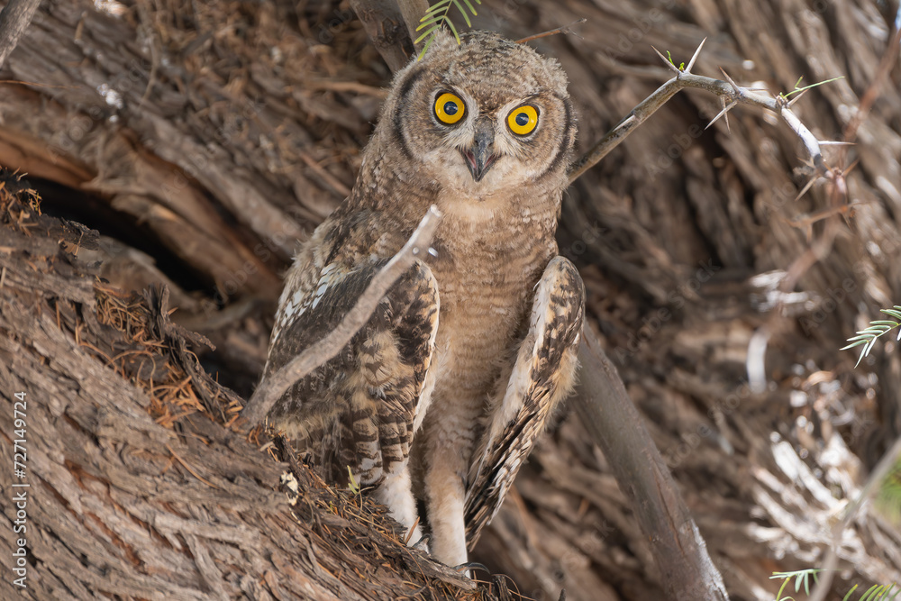 Spotted eagle-owl, African spotted eagle-owl, African eagle-owl, - Bubo ...
