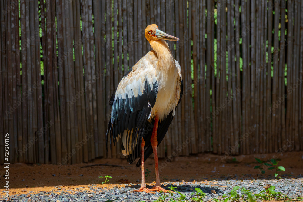 South American giant bird (Ciconia maguari) known as "João-grande or ...