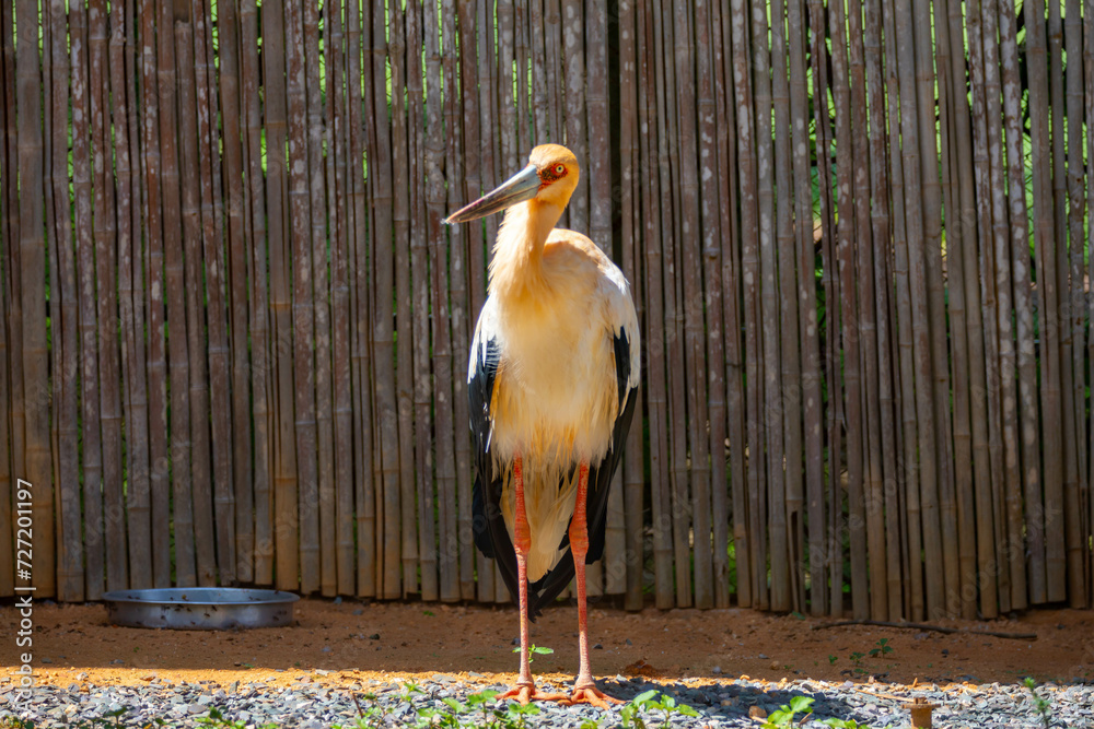South American giant bird (Ciconia maguari) known as "João-grande or ...