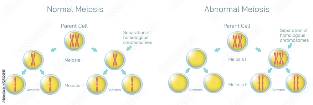 Ovulation, conception and implantation vector illustration. Anatomical ...