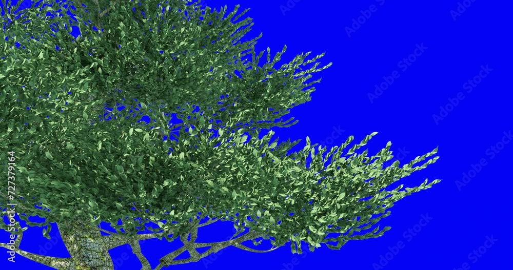 Green trees in the wind and bluescreen chroma key. 3D realistic tree ...