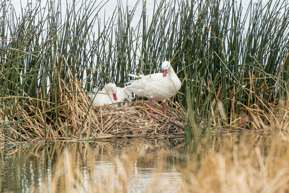 Coscoroba Swans (Coscoroba coscoroba) nesting in a wetland marsh at an ...