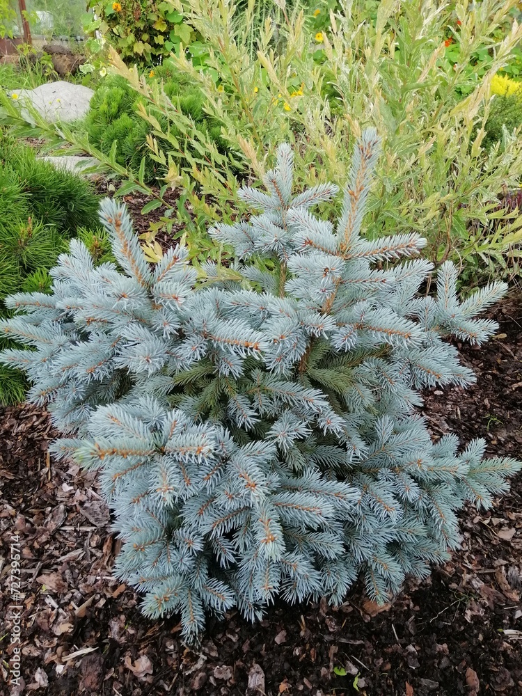 a small blue american spruce Super blue Sidling,Pinus mugo Mughus and ...