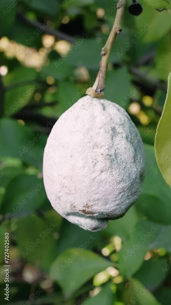 Vidéo Stock Lemon with mold on tree, highlighting fungal, lemon issue ...