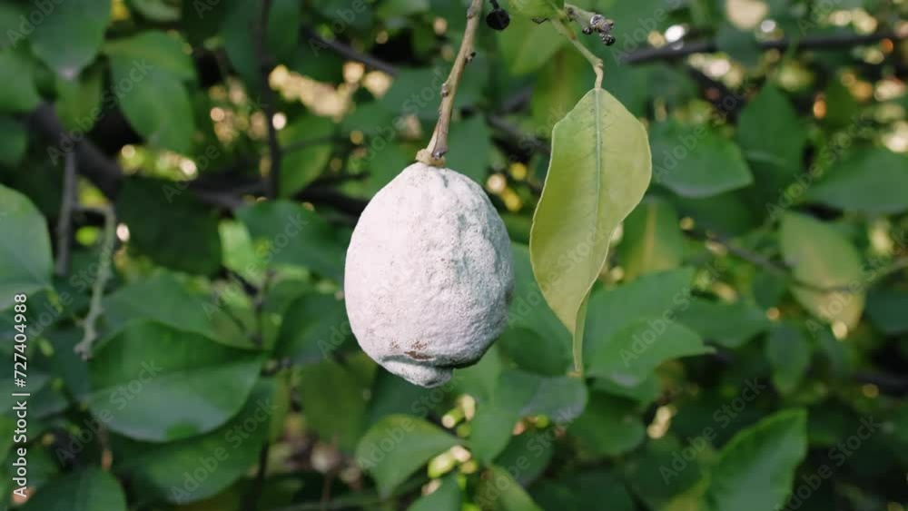 Lemon with mold on tree, highlighting fungal, lemon issue as unhealthy ...