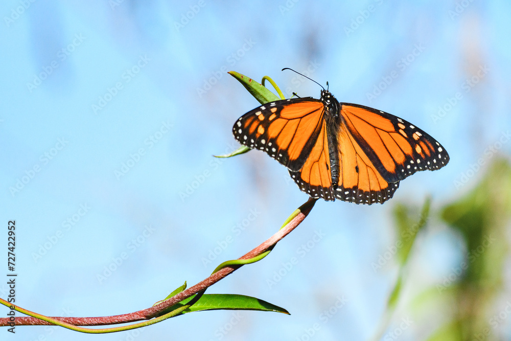 Monarch butterfly (Danaus plexippus) a migratory butterfly with orange ...